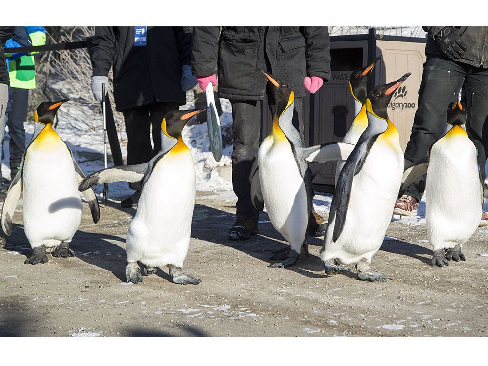 Photos: Penguins walk through the Calgary Zoo | Calgary Herald