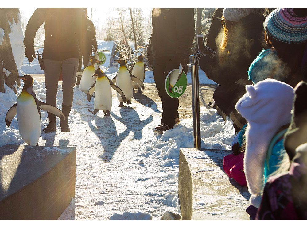Photos: Penguins walk through the Calgary Zoo | Calgary Herald