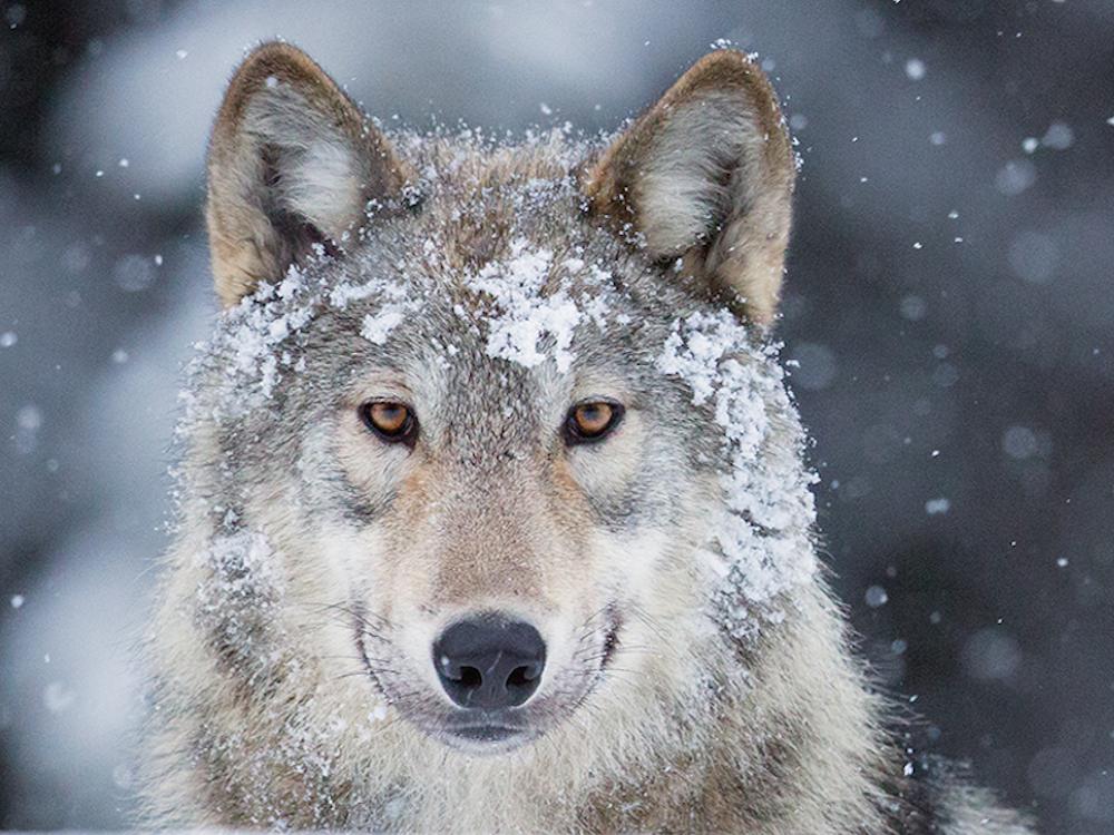 Wild Things: Photographer goes in front of the lens to expose wildlife ...