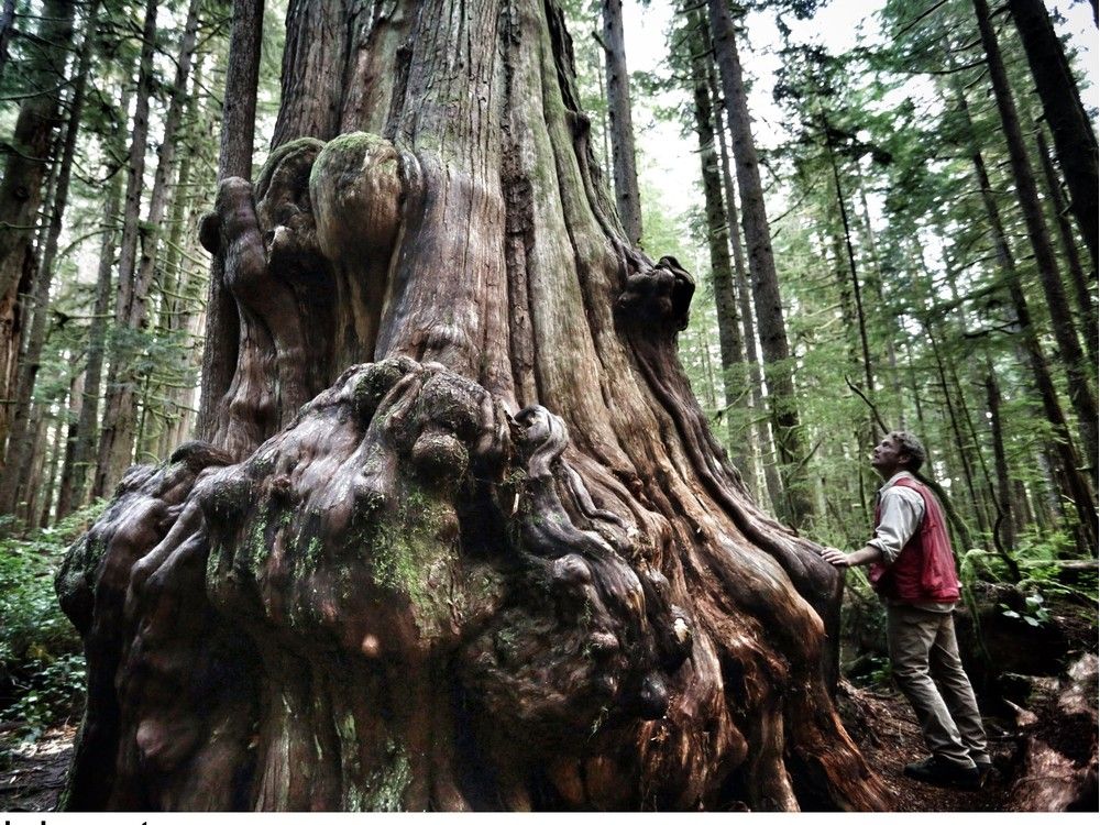 Documentary chronicles the strange tale of logger-turned ...