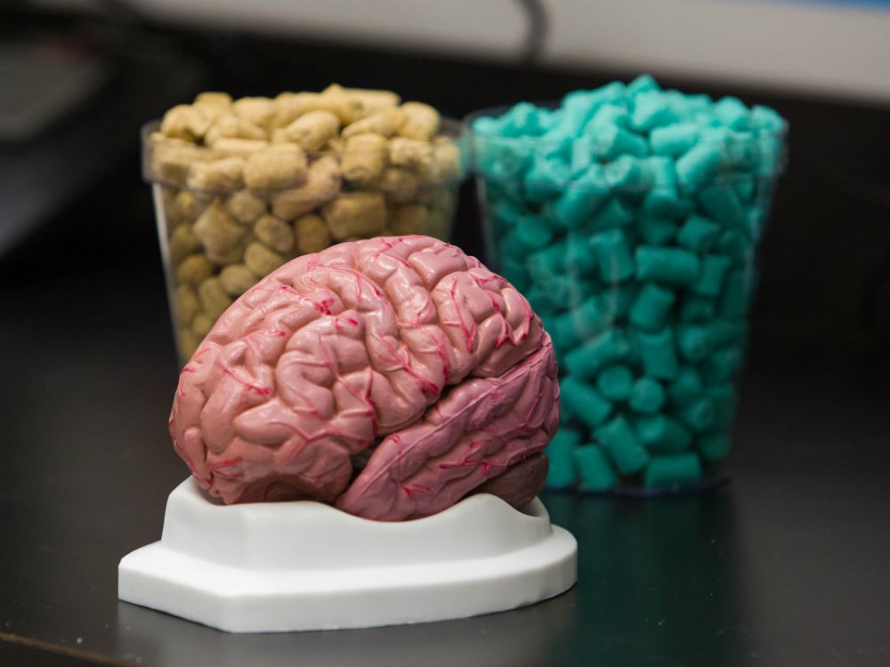 'Junk food' has been shown to temporarily rewire mouse brains | Calgary ...