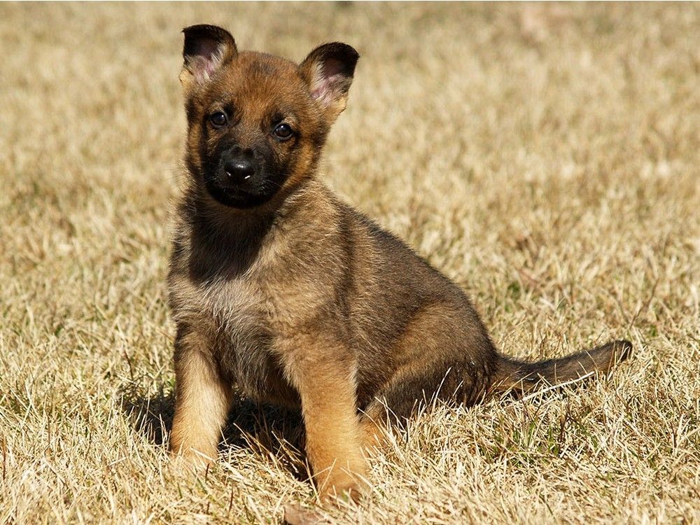 Young Canadians encouraged to help name future RCMP dogs | Calgary Herald