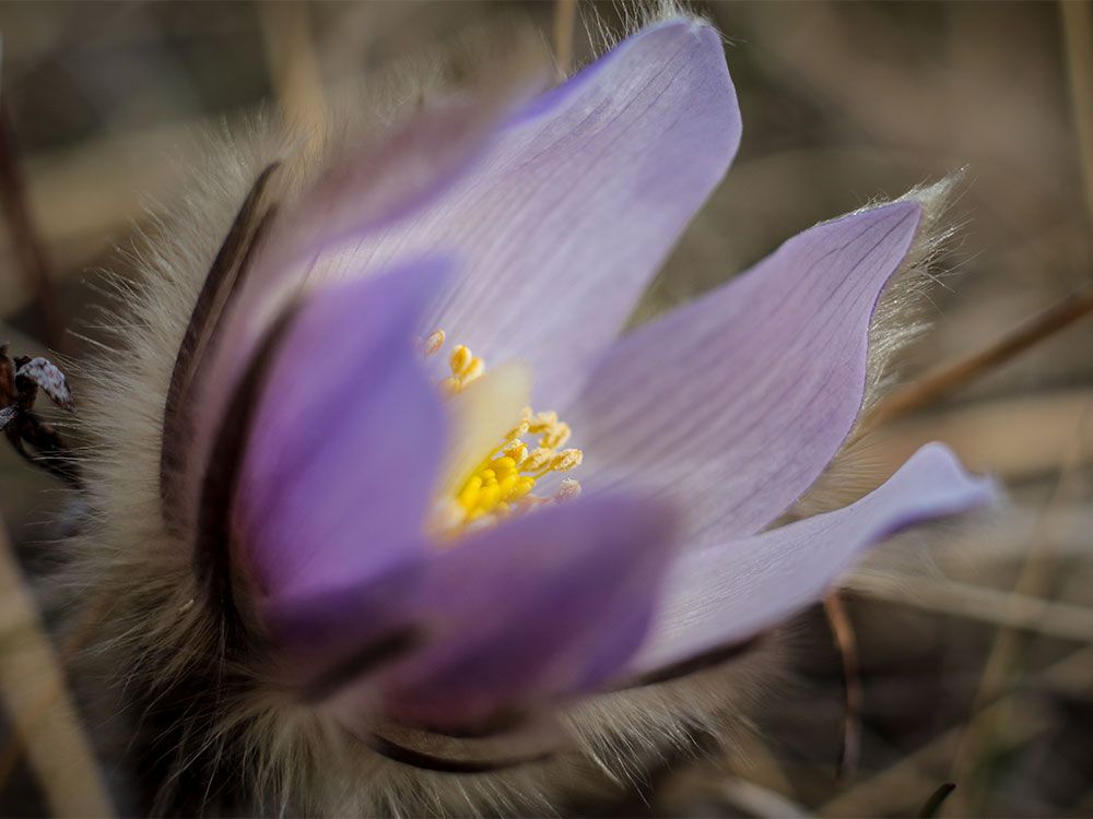 City balks at more flowers for Calgary neighbourhoods | Calgary Herald