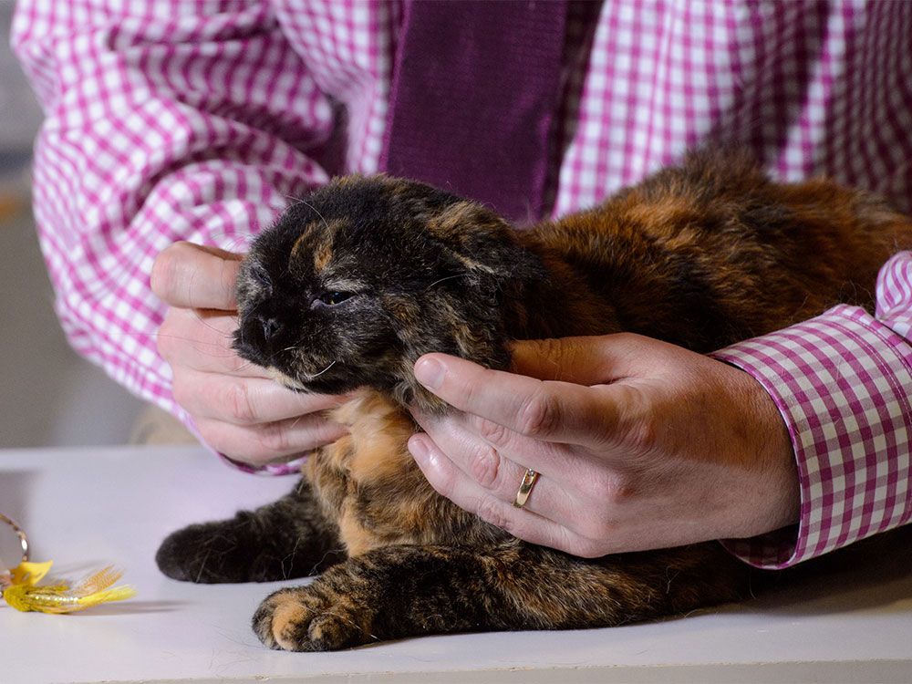 Gallery: The Calgary Cat Show | Calgary Herald