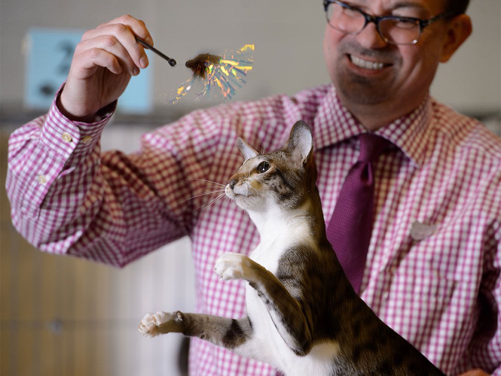 Gallery: The Calgary Cat Show | Calgary Herald