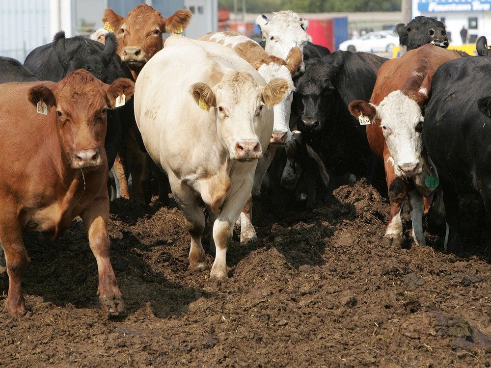 Expanded Verified Beef Production program will give stamp of approval ...