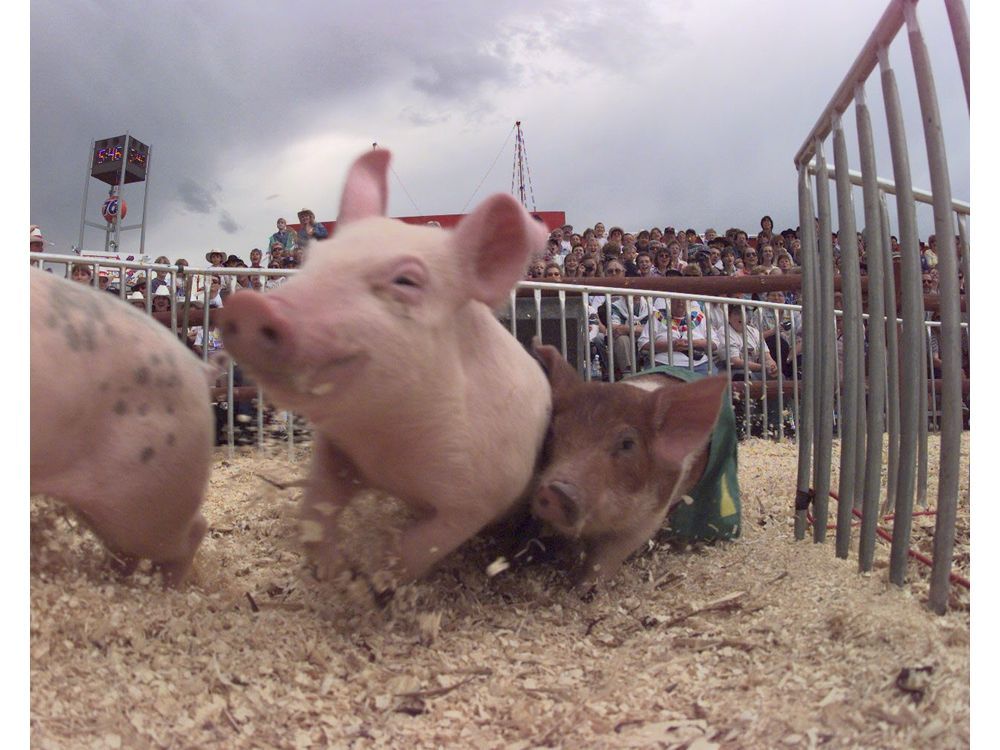 Calgary Stampede: The 1980s — A Wild Ride | Chapter 8 | Calgary Herald