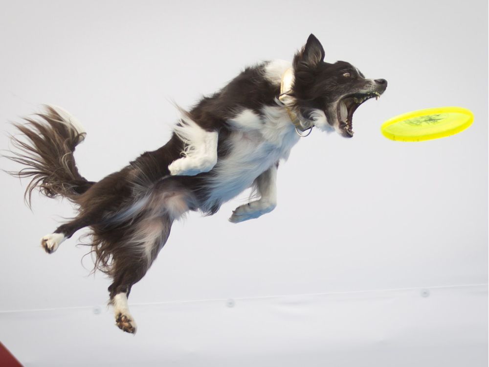 Calgary Stampede: Canine Stars provide doggone exciting competition ...