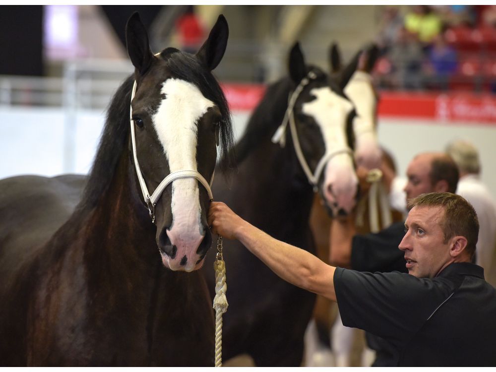 Heavy Horses dance to live orchestra at Calgary Stampede 2016 | Calgary ...
