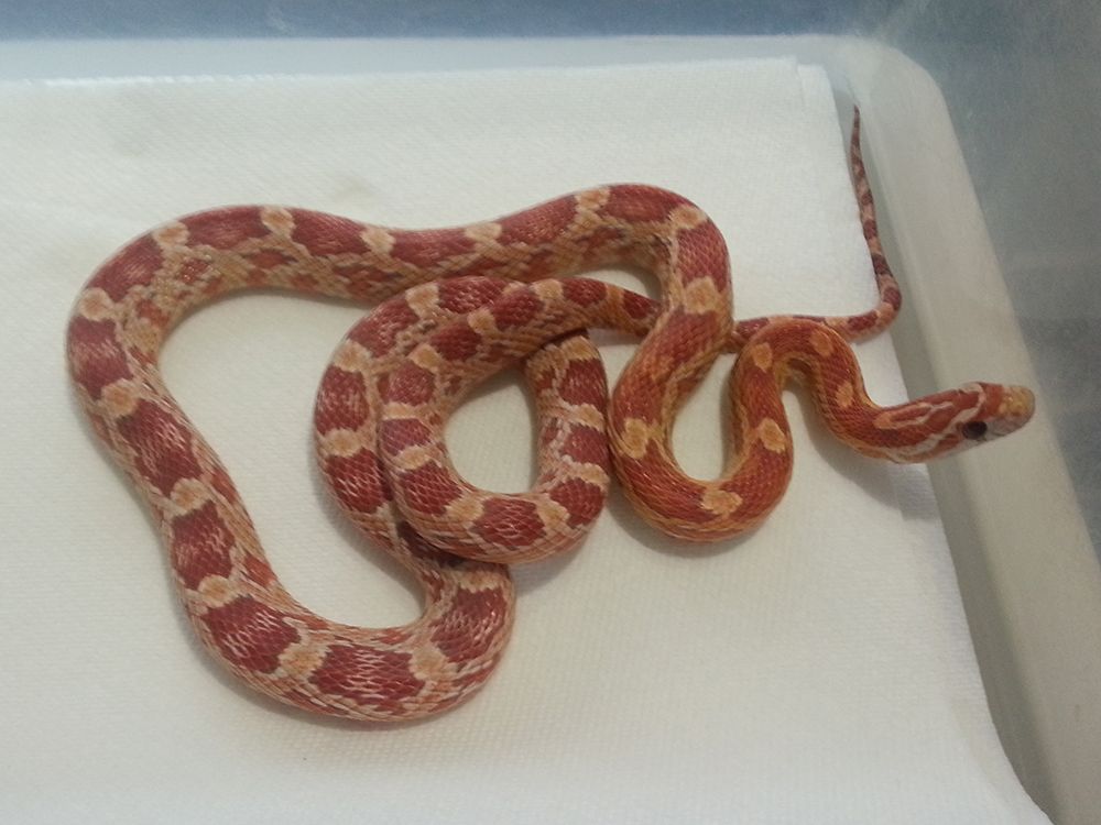 Meet the lizards, reptiles and snakes of the Calgary Reptile Expo ...