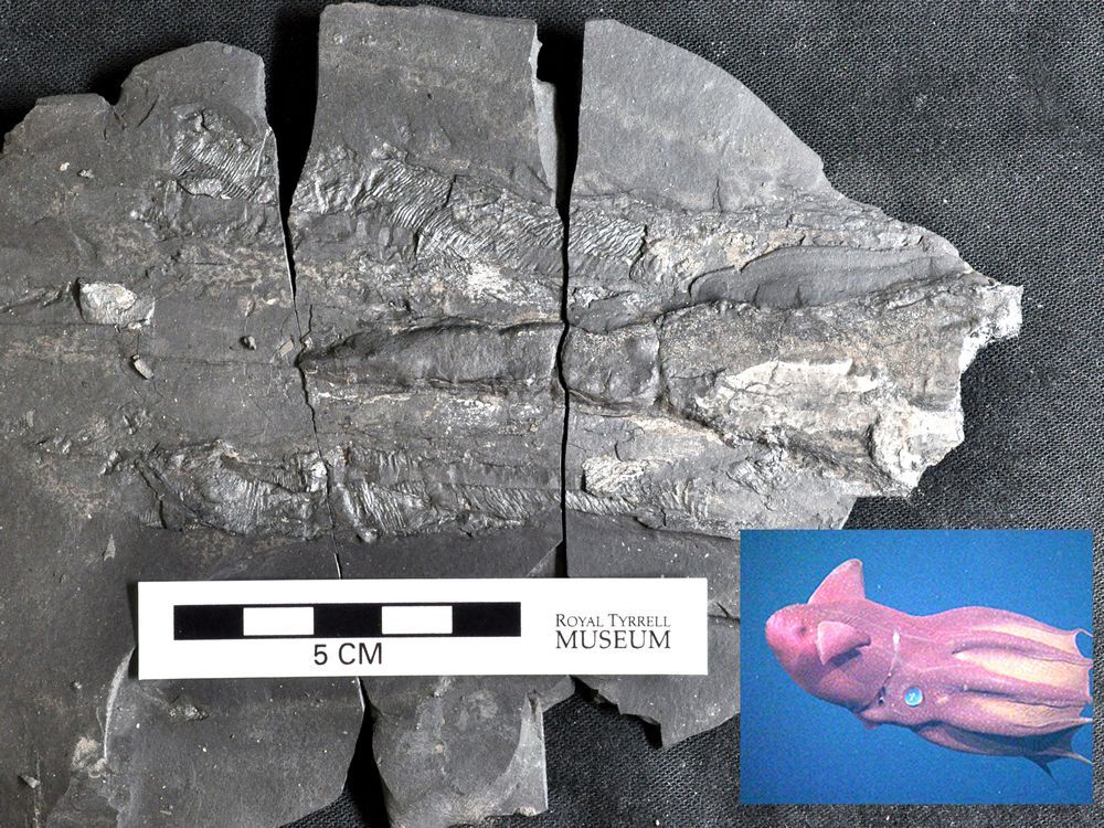 Fish fossils show Jurassic-era marine life near Banff | Calgary Herald