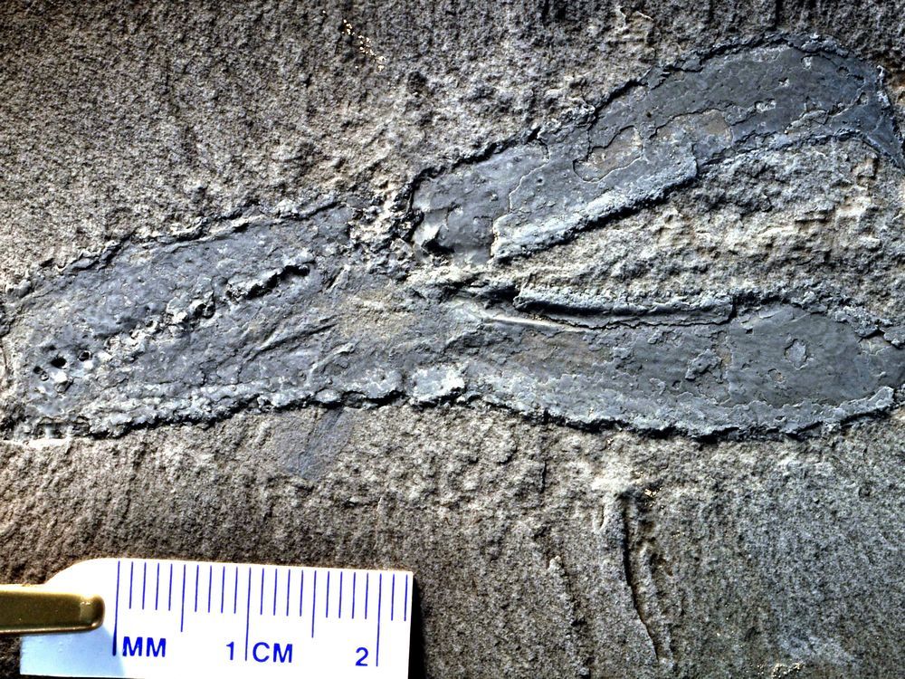 Fish fossils show Jurassic-era marine life near Banff | Calgary Herald