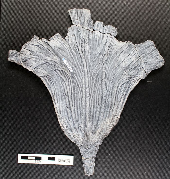 Fish fossils show Jurassic-era marine life near Banff | Calgary Herald