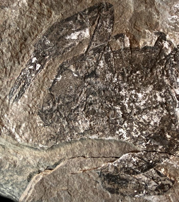 Fish fossils show Jurassic-era marine life near Banff | Calgary Herald