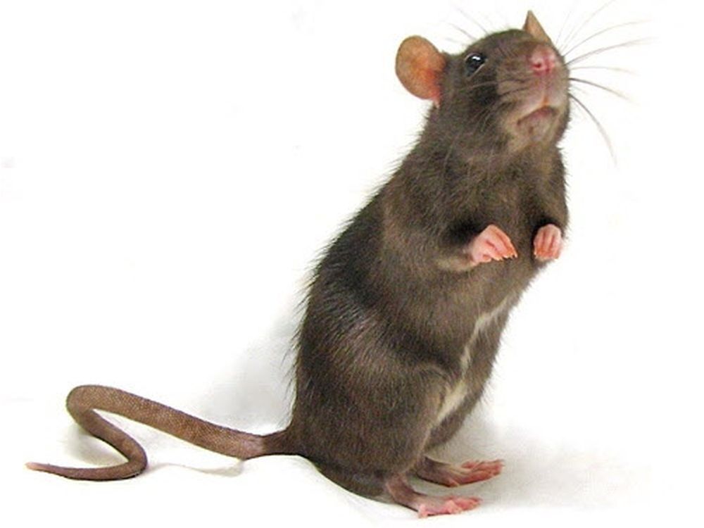 Nelson: Alberta politics needs to get out of the sewer | Calgary Herald