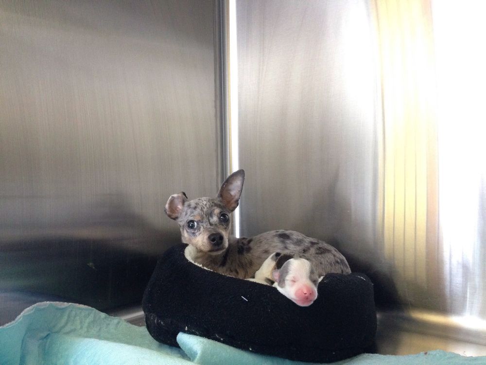 Lethbridge owner surrenders more than 100 dogs to SPCA | Calgary Herald