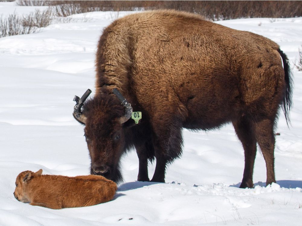 First bison calves born in Banff National Park in 140 years | Calgary ...