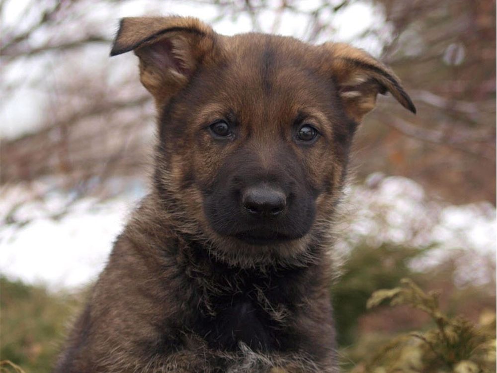 Kazoo, Kaos, Karma: winning names in RCMP 'Name the Puppy' contest ...