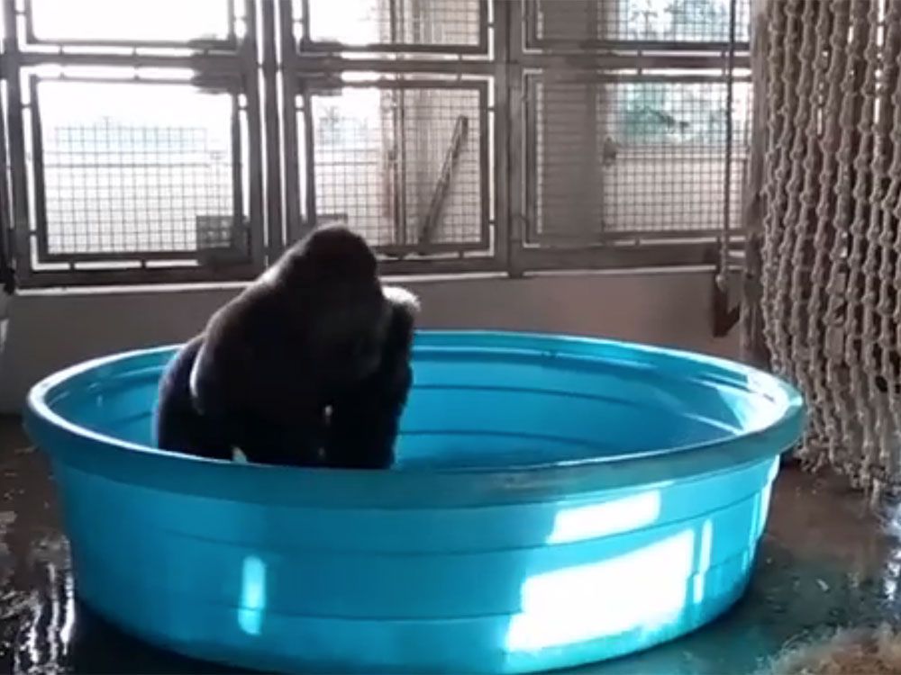 Remember the Calgary Zoo's breakdancing gorilla? He's back | Calgary Herald