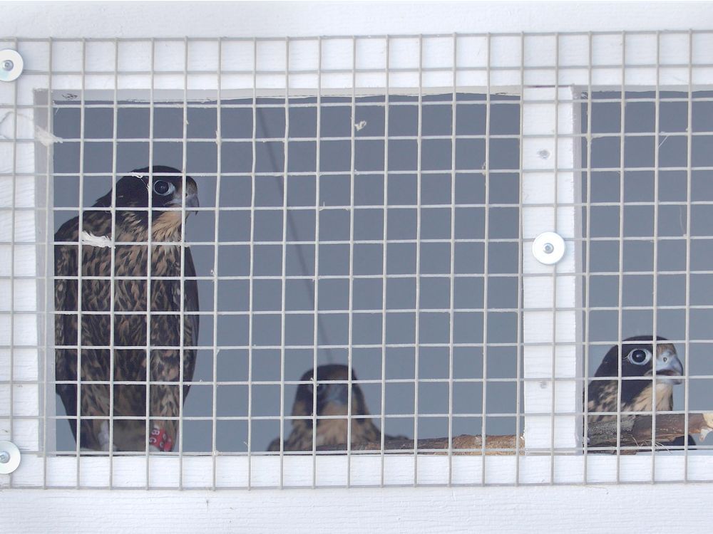 Peregrine falcons set free from South Health Campus roof | Calgary Herald
