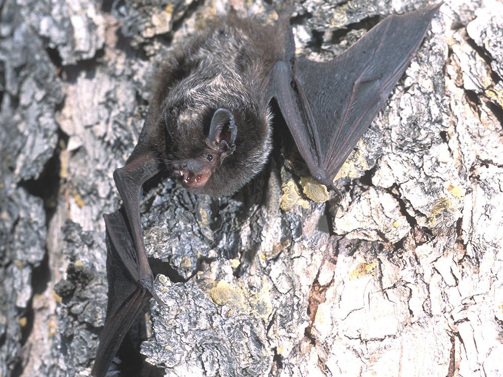 Count by researchers reveals six species of bats in Kootenay National ...