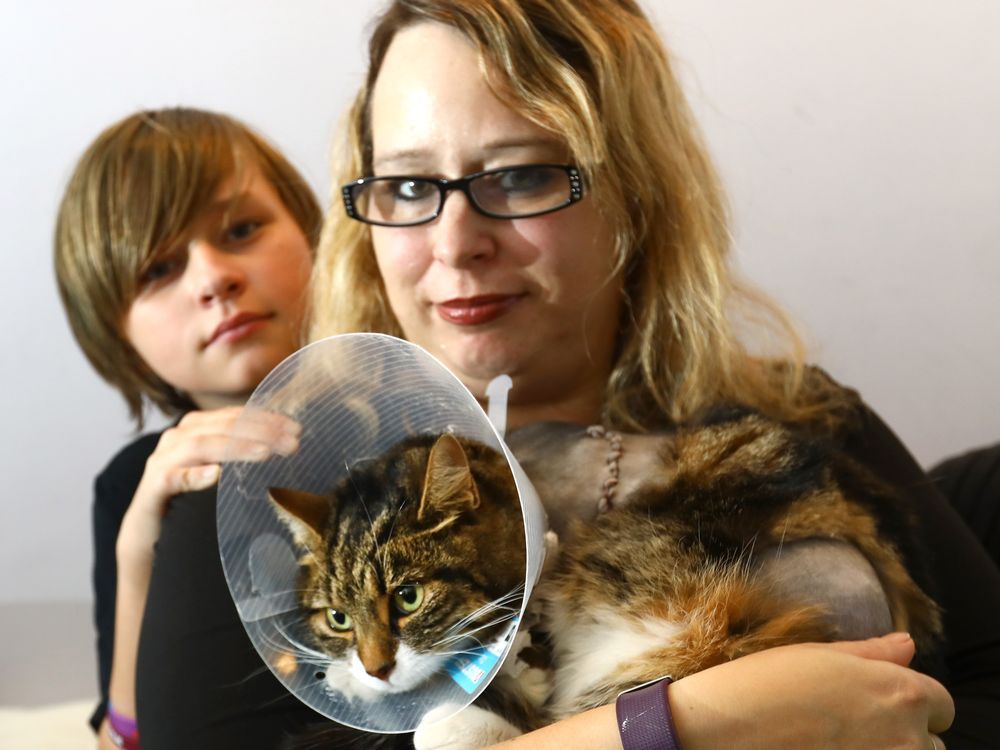 Meet Lexi: the cat who came back — with a gunshot wound | Calgary Herald