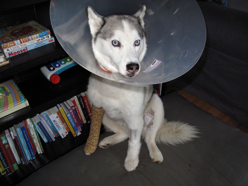 Woman urges more awareness after pet husky shot by hunter near Hinton ...