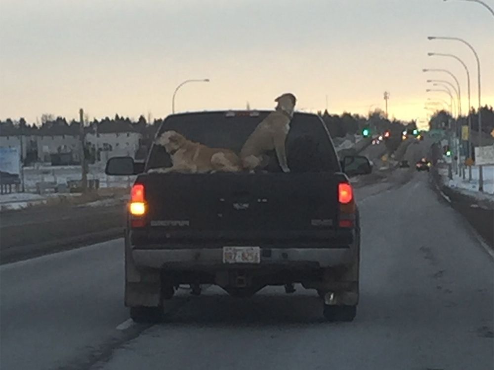 Alberta SPCA investigating two dogs travelling on top of truck bed on ...