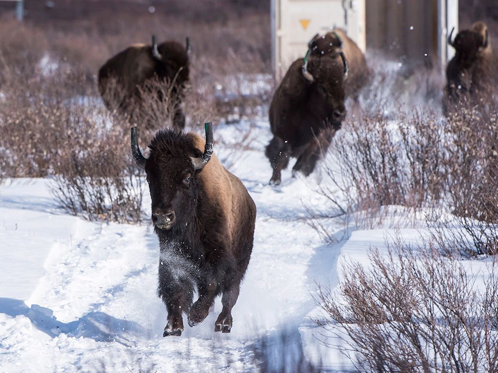 Healthy bison herd ready to roam after a year in Banff National Park ...