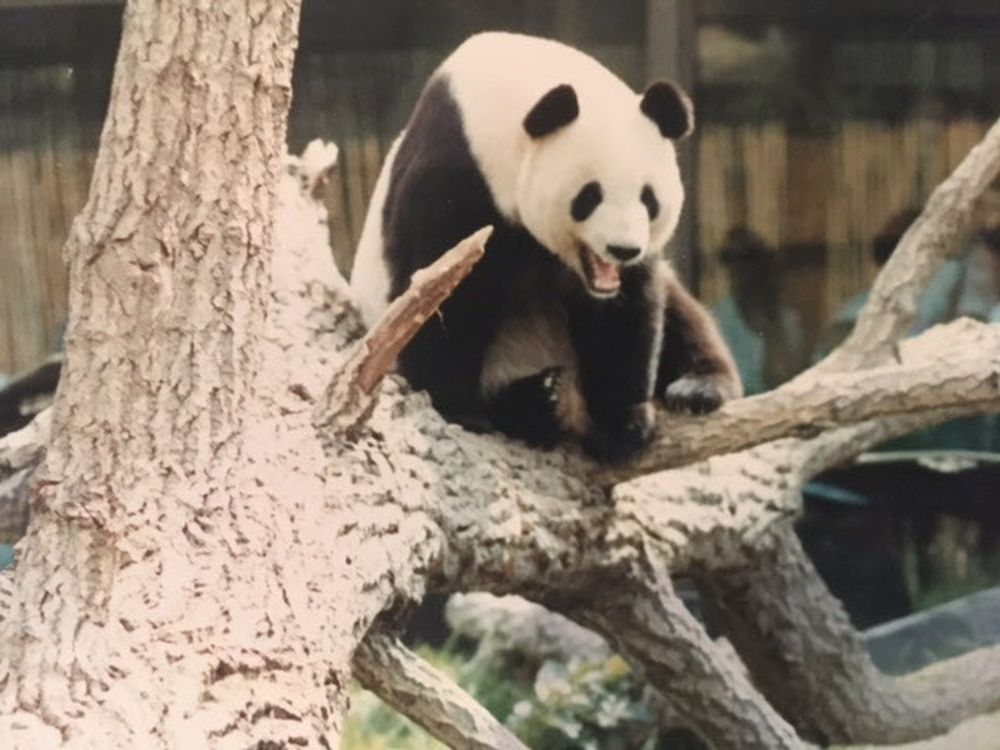 Pandas in Calgary: The last time the pandas stayed at the Calgary Zoo ...