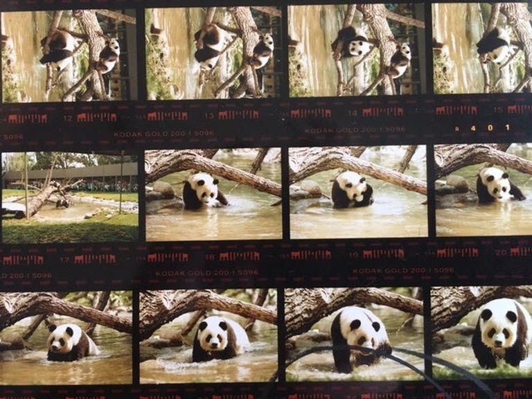 Pandas in Calgary: The last time the pandas stayed at the Calgary Zoo ...