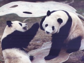 Pandas in Calgary: The last time the pandas stayed at the Calgary Zoo ...