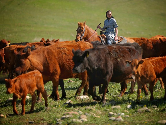 Prairie ritual: Spring branding on the Pincher Creek Hutterite Colony ...