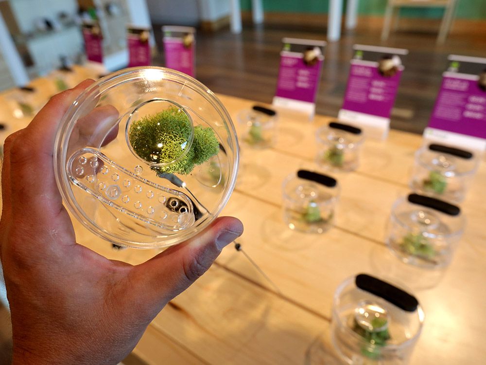 A look inside New Leaf Cannabis retail store | Calgary Herald