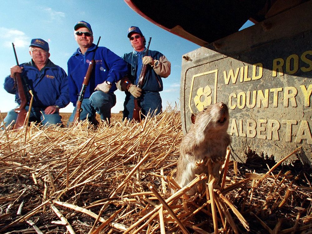 Rats reported at two Calgary recycling plants | Calgary Herald