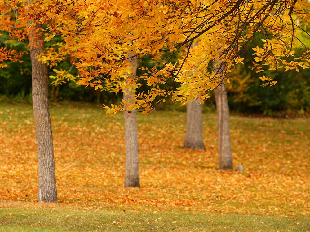 Milder fall forecast for southern Alberta but winter could bite ...