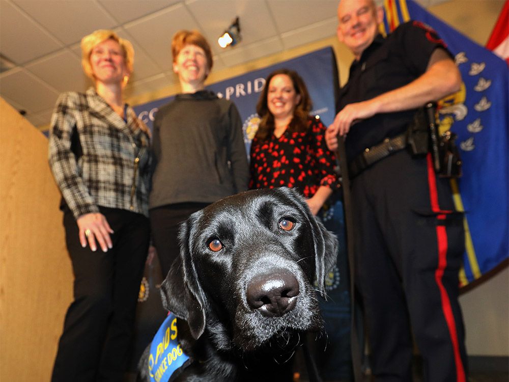 Police welcome new support dog to the force | Toronto Sun