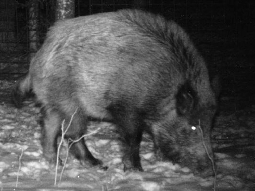 Alberta resorts to drones, remote cameras to track elusive wild boars ...