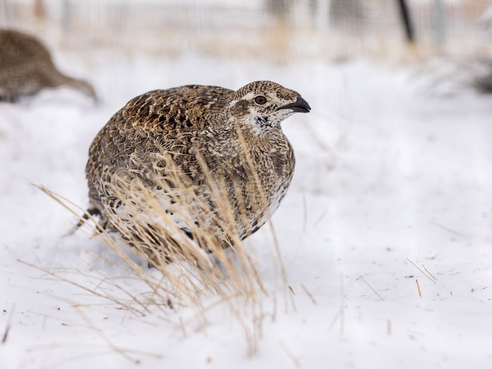 Calgary Zoo returns greater sage-grouse to wild after breeding program ...
