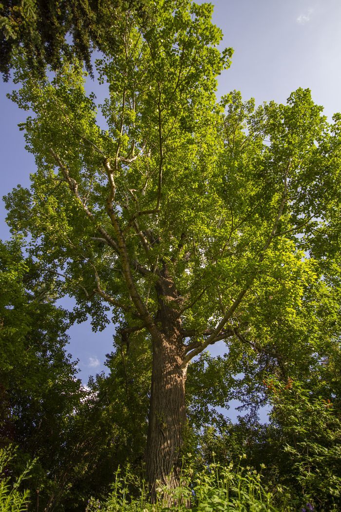 Calgary Horticultural Society: The importance of trees in the urban ...