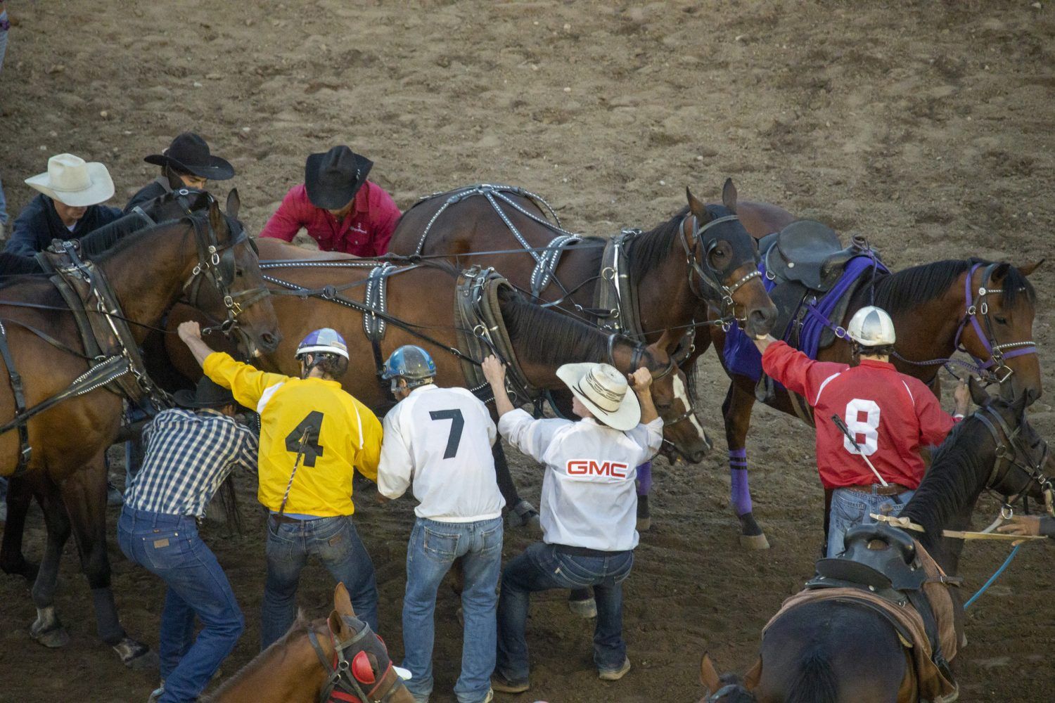 Horse deaths hang over an otherwise successful Stampede | Calgary Herald