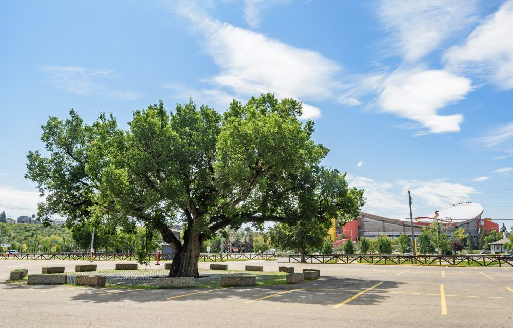 Calgary's iconic Stampede Elm likely to be chopped for new arena space ...