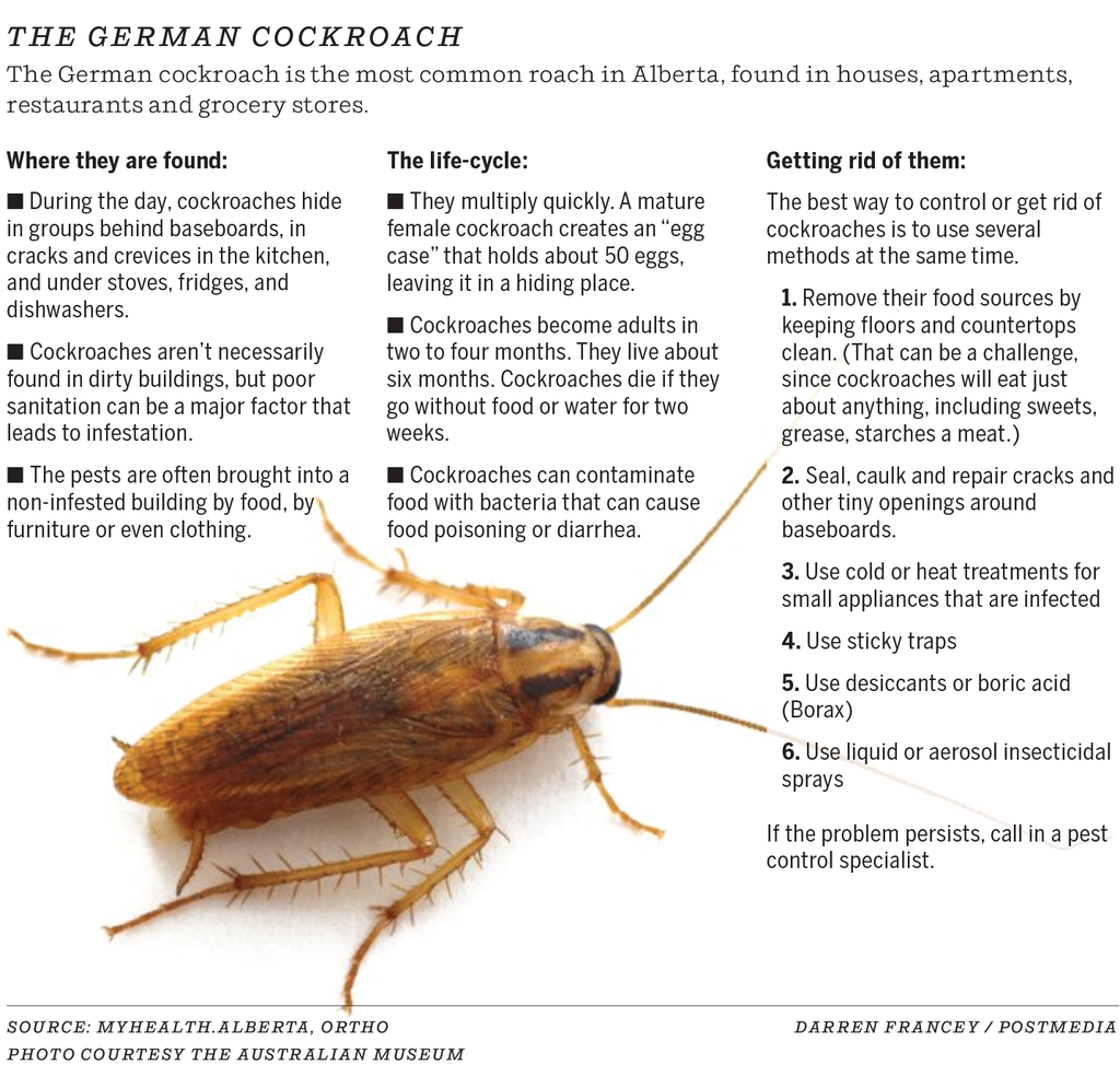 Calgary Mongolian Hot Pot restaurant ordered closed due to cockroaches ...