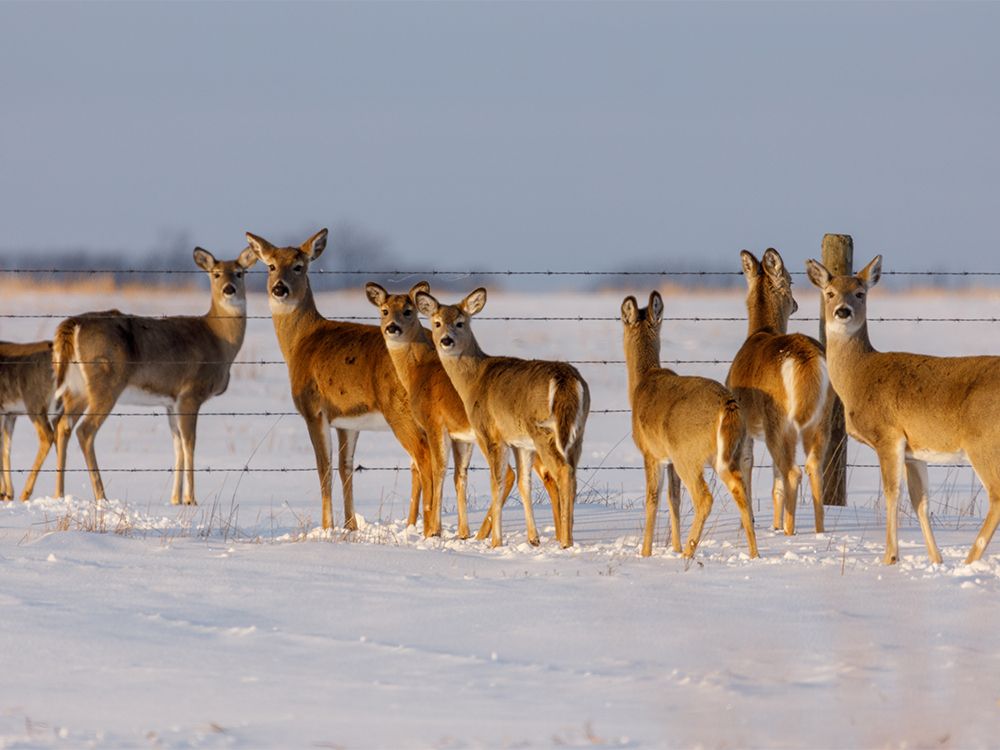 On the Road: Oh, deer | Calgary Herald
