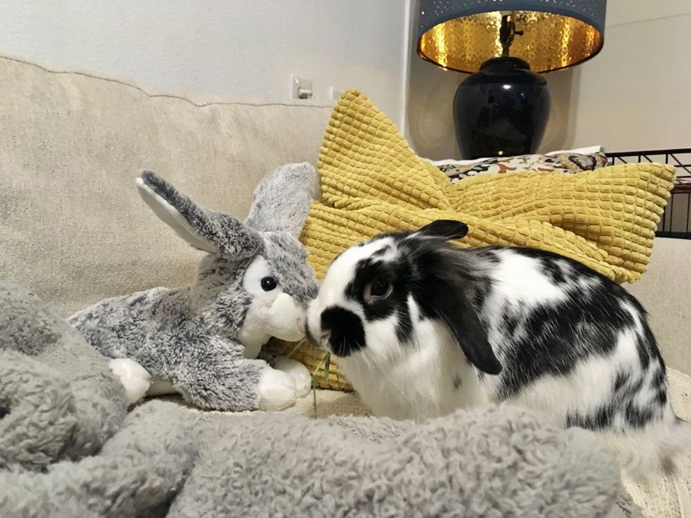 Calgary Humane Society overrun with rabbits; offers cheap adoptions ...