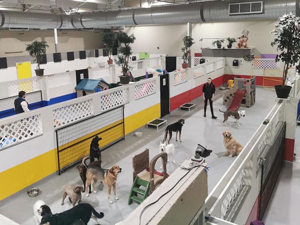 Sponsored: Chasin’ Tails creates pawsitive experiences for dogs ...