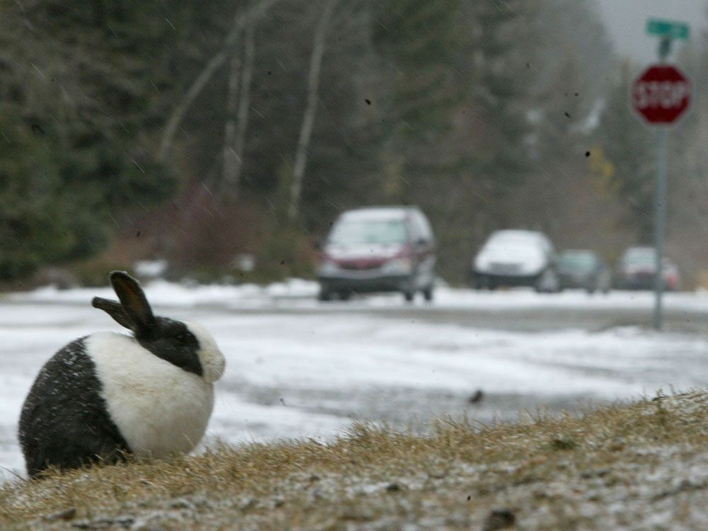 Canmore renews efforts to control vexing rabbit population | Calgary Herald