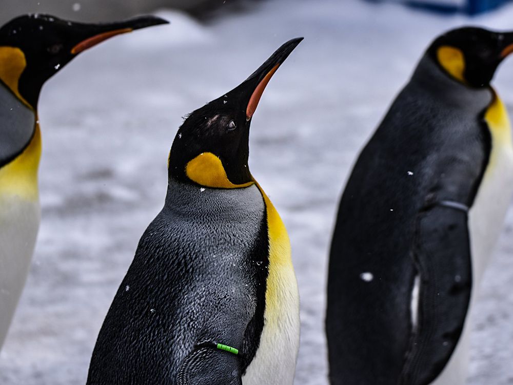 The Calgary Zoo's 10-year old penguin 'King Tut' dies after surgery ...