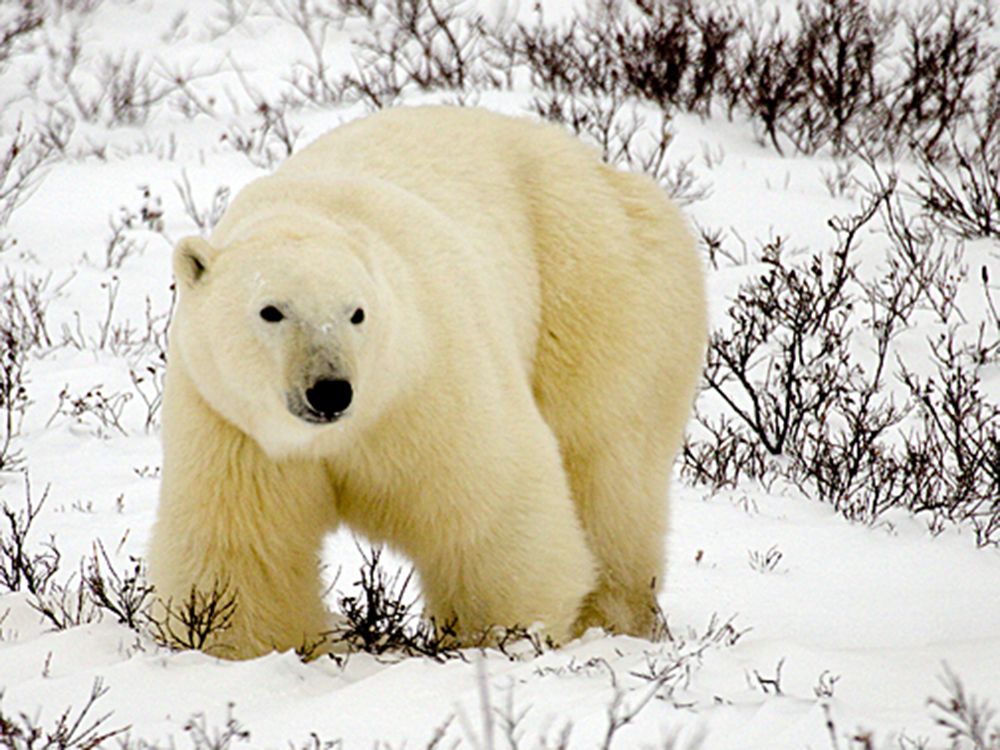 Alberta tour company offers one-day Arctic trips to see polar bears ...
