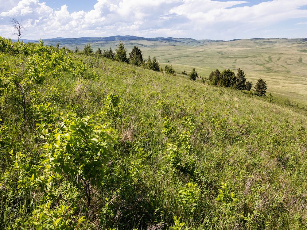 Grasslands west of Claresholm protected by new conservation agreement ...